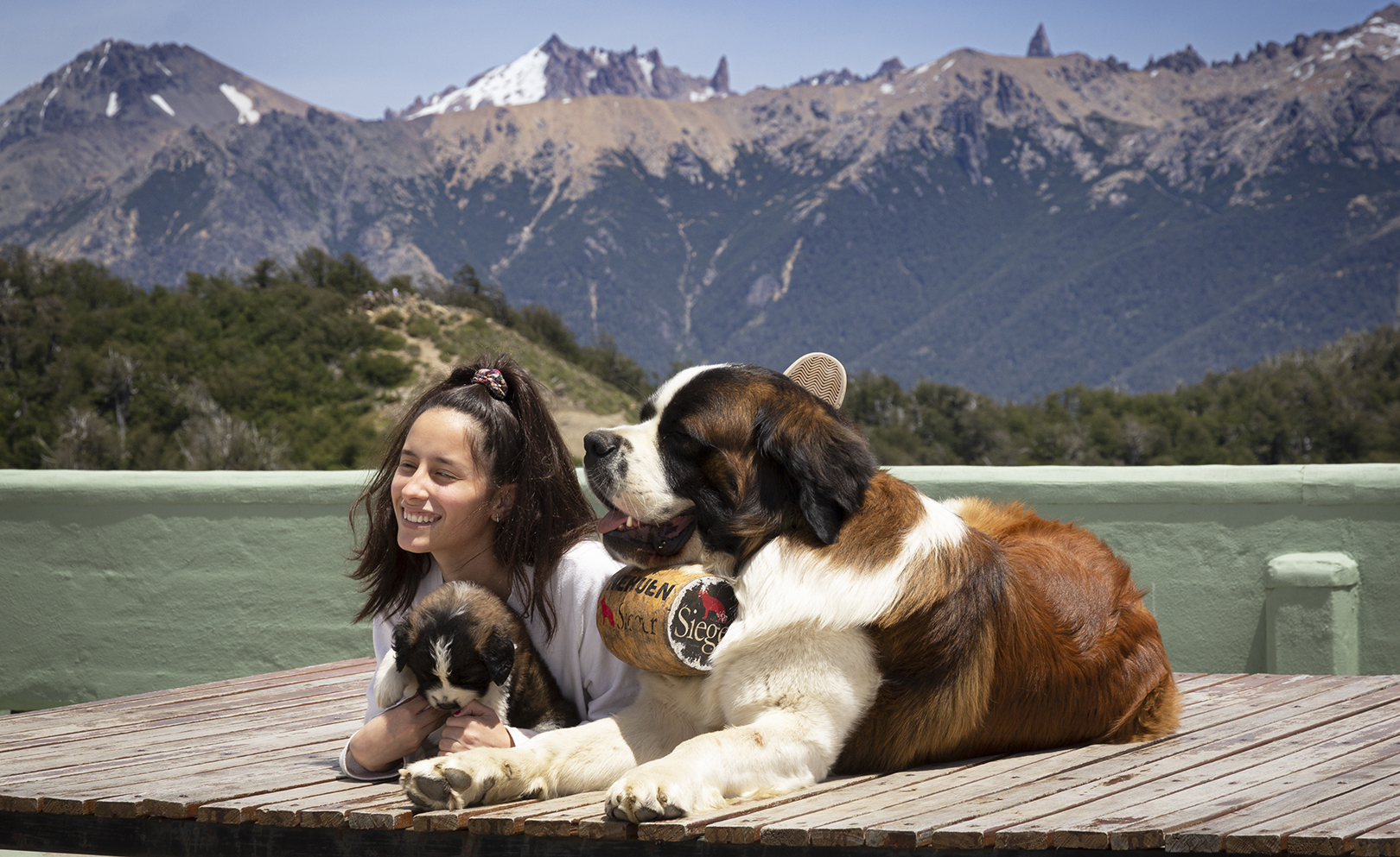 Tradicionales perros SAN BERNARDO. Mascota típica de San Carlos de ...